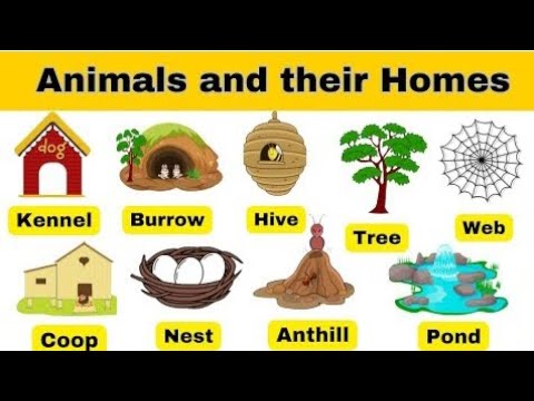 Animals And Their Homes | Animals For Kids|