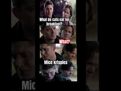 What do cats eat for breakfast? #dadjokes #dadhumor #comedy #skit #funny #memes #jokes