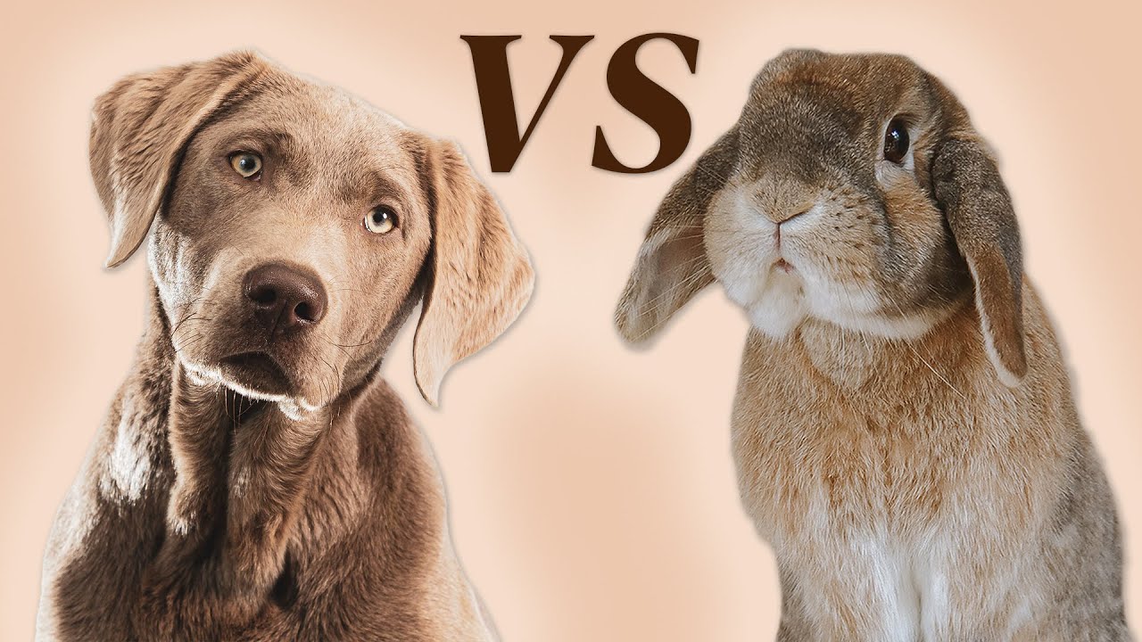 RABBITS VS DOGS: Which Pet is Better???