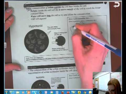 Comparing Diffusion and Osmosis & Types of Solutions