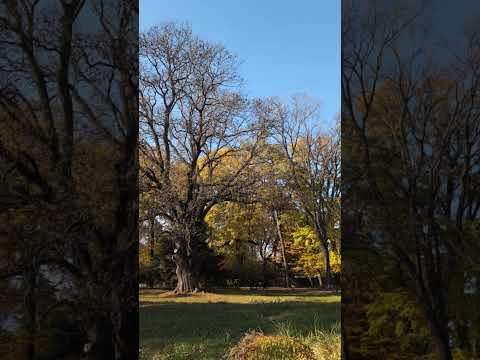#autumn #tree #scenery #landscape #garden #fall #season #beautiful