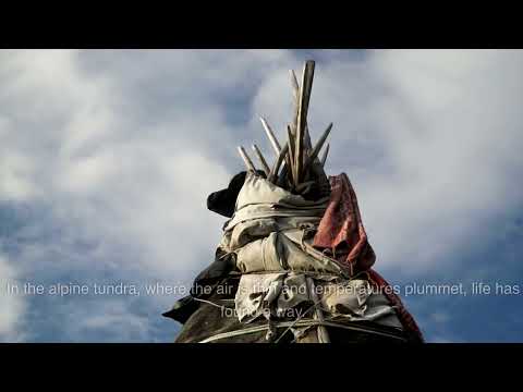 Rocky Mountain Wildlife and Ecosystems: Exploring Nature's Masterpiece