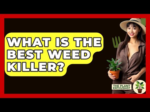 What Is The Best Weed Killer? - The Plant Enthusiast