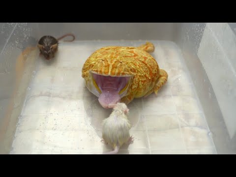 Pacman frog eats adult mice! WARNING LIVE FEEDING!!