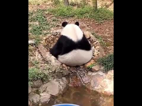 A bored panda