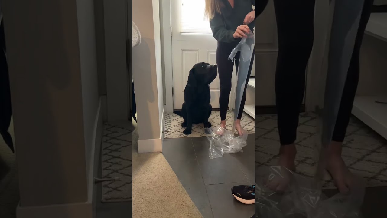 Honest Opinion of Door Protector from dog scratches