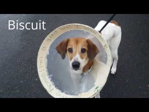 Meet Biscuit! #174678