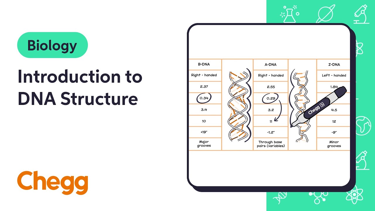 Introduction to DNA Structure | Biology
