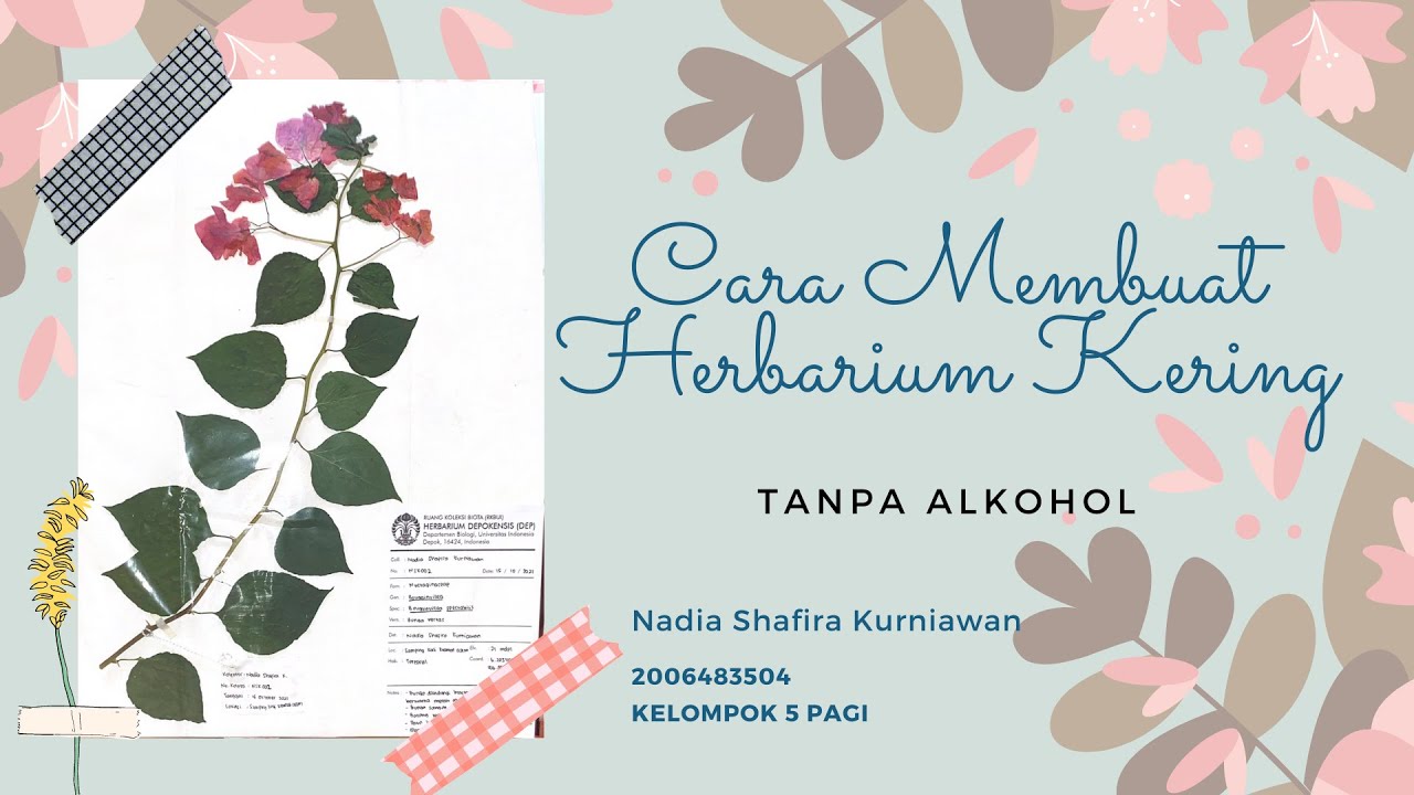 Cara Membuat Herbarium Kering (Tanpa Alkohol) - Nadia Shafira Kurniawan