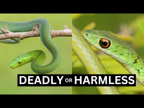Deadly MAMBA or HARMLESS Bush Snake?