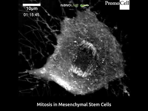 Label-free live cell imaging of Mesenchymal Stem Cells undergoing mitosis