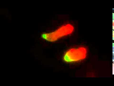 Callipygian Helps Cells Move