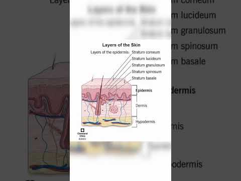 Layers of skin anatomy and physiology
