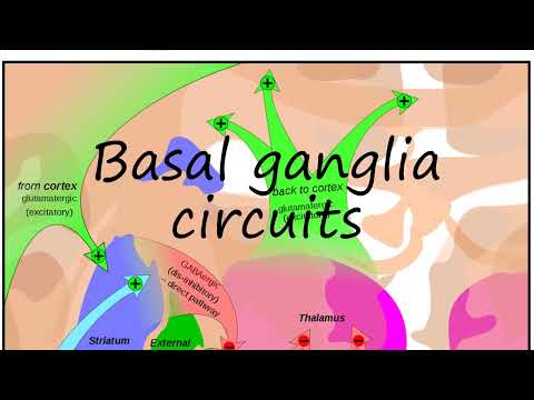 How to pronounce Basal ganglia circuits in English?