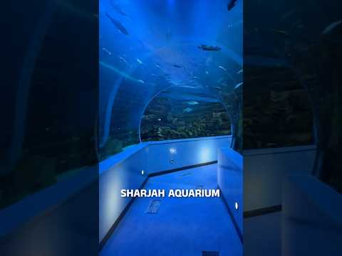 Sharjah Aquarium - Most Affordable Aquarium Experience in the UAE | #travel #dubai #aquarium