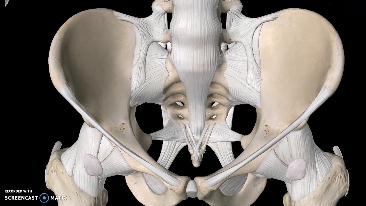 Pelvis Anatomy Tutorial (Ligaments)