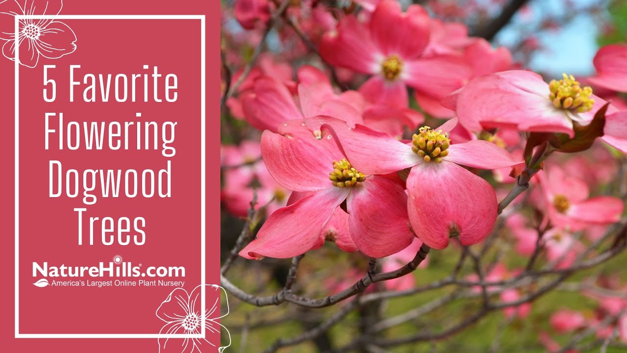 5 Favorite Flowering Dogwood Trees | NatureHills.com