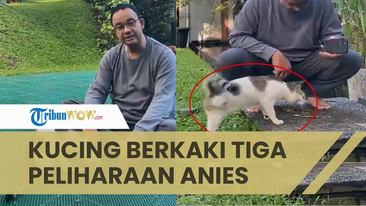 Cerita Gubernur Anies Baswedan Pelihara Kucing Berkaki Tiga, Diamputasi ... Cerita Gubernur Anies Baswedan Pelihara Kucing Berkaki Tiga, Diamputasi ...