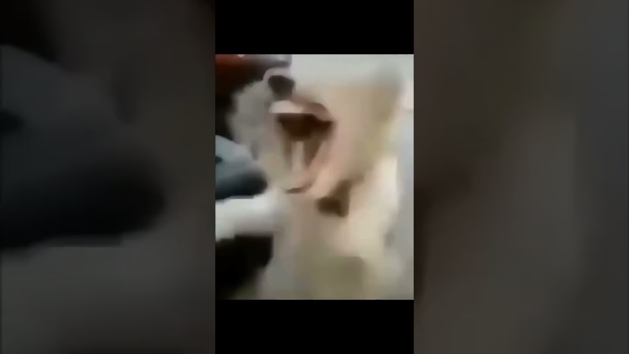 Perro Riendo xd #shorts #meme #humor