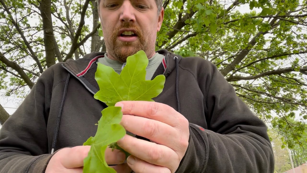 Hedge Maple Identification (Acer campestre)