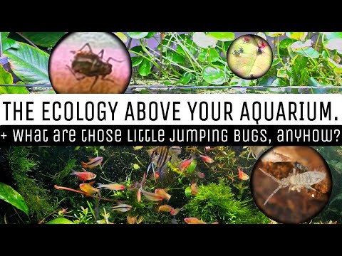 What Are Those Little White Bugs Jumping In Aquarium? The Food Web ABOVE your Fish Tank! Springtails