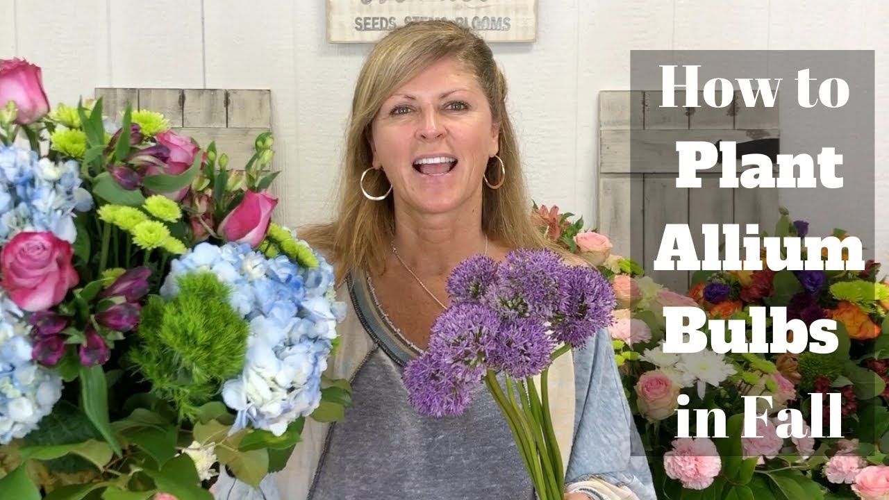 How to Plant Allium Bulbs in Fall