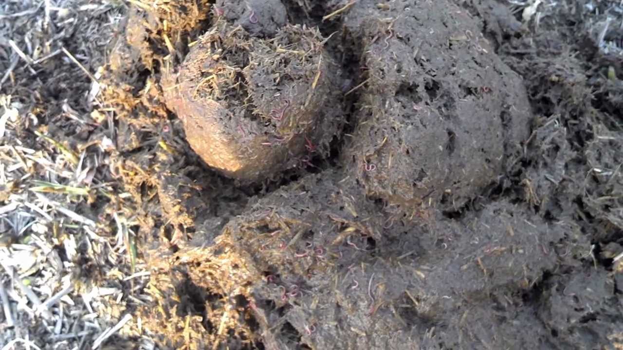 Horse Worms part 1