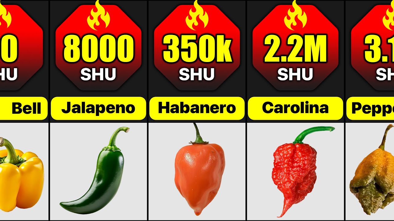 Hottest Peppers In The World | Comparison: What Are The Spiciest Peppers In The World?