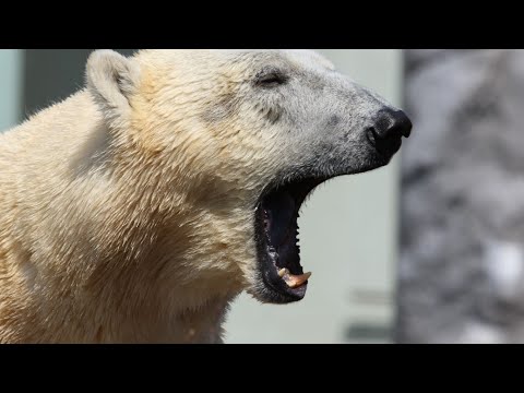 Top 10 facts about polar bears