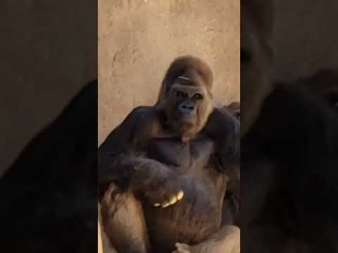 Amazing Silverback Gorilla! Winston at the San Diego Safari Park!