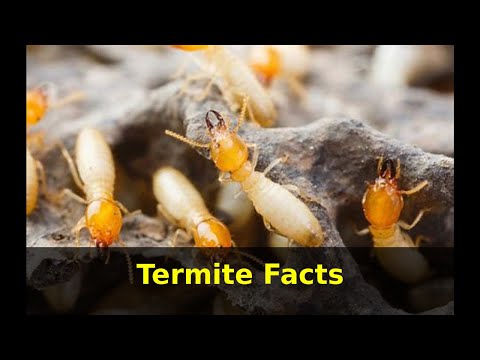 The Termite Family – Texas Pest Control Services