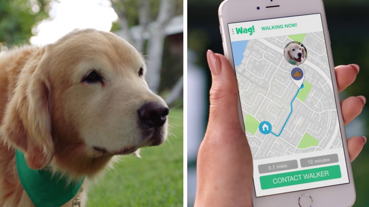 Wag! The #1 On-Demand Dog Walking App!
