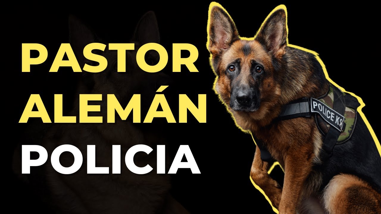 ¿Por qué se usa al pastor alemán como perro de la policía? | Mascotas