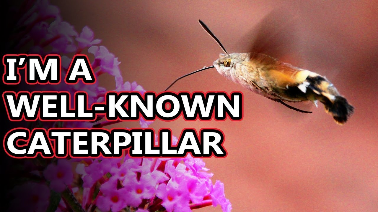 Hummingbird Moth facts: also known as hawk moths | Animal Fact Files