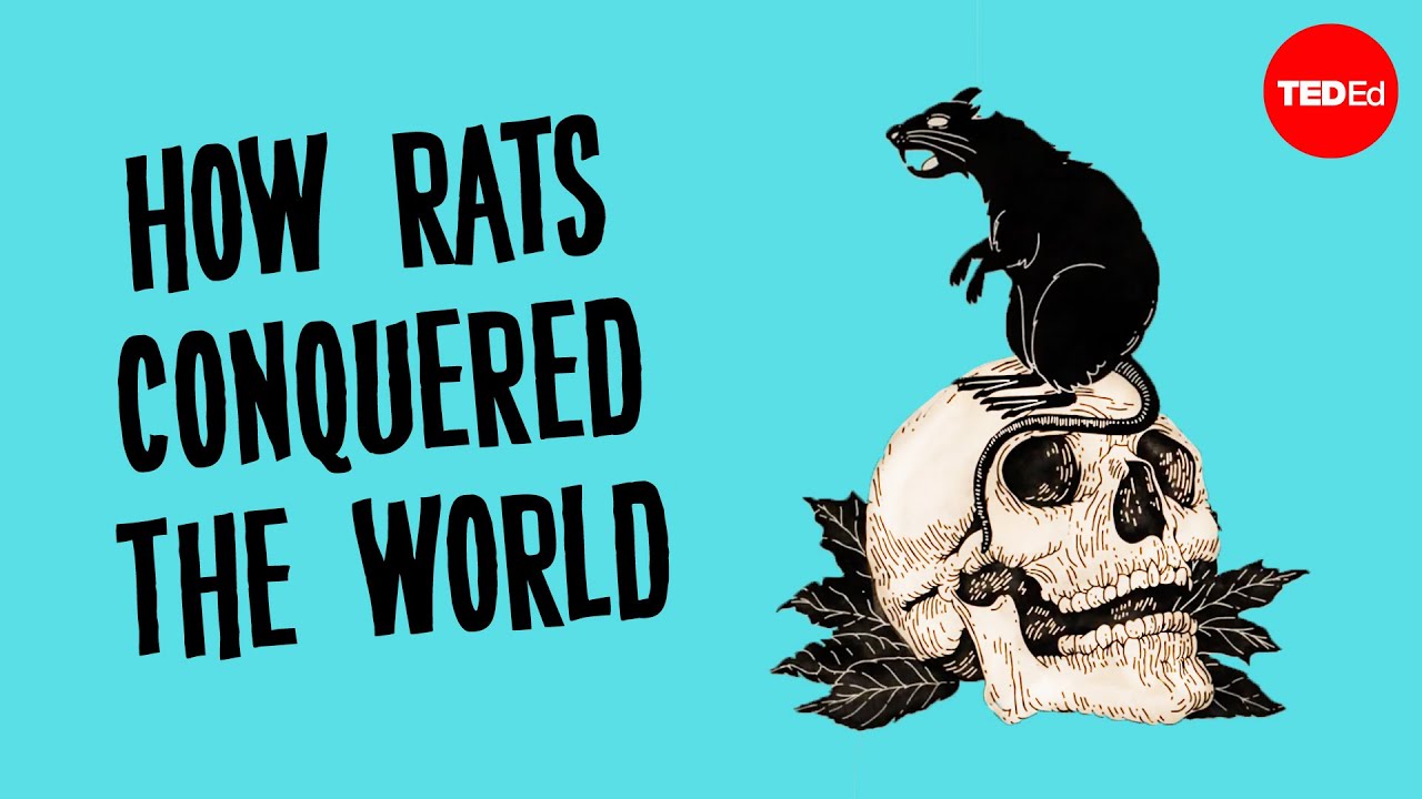 The Intriguing History of Rats and Their Relationship with Humans ...