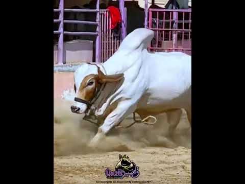 4 February 2024, brahiman Crass Bull .
