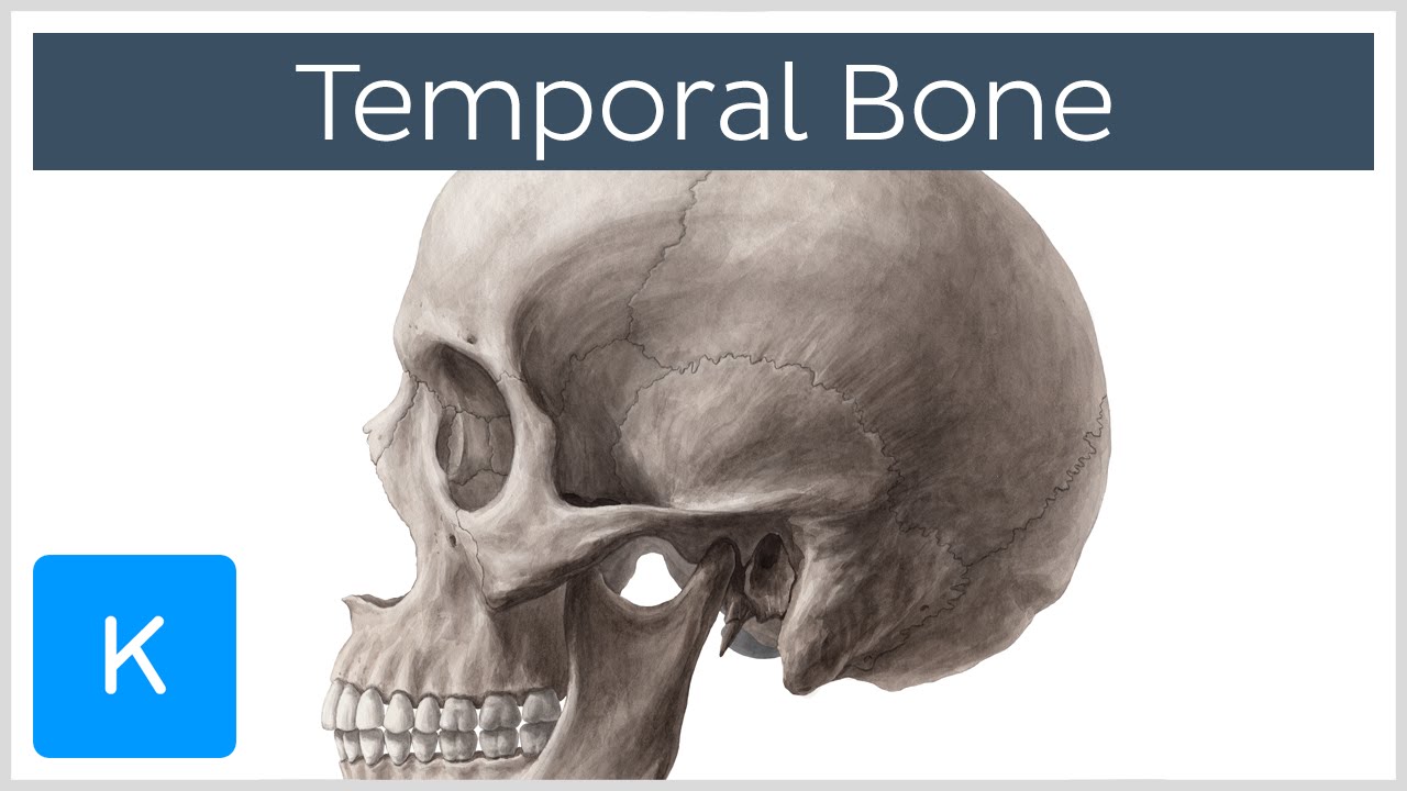 Temporal Bone - Definition, Location & Parts - Human Anatomy | Kenhub