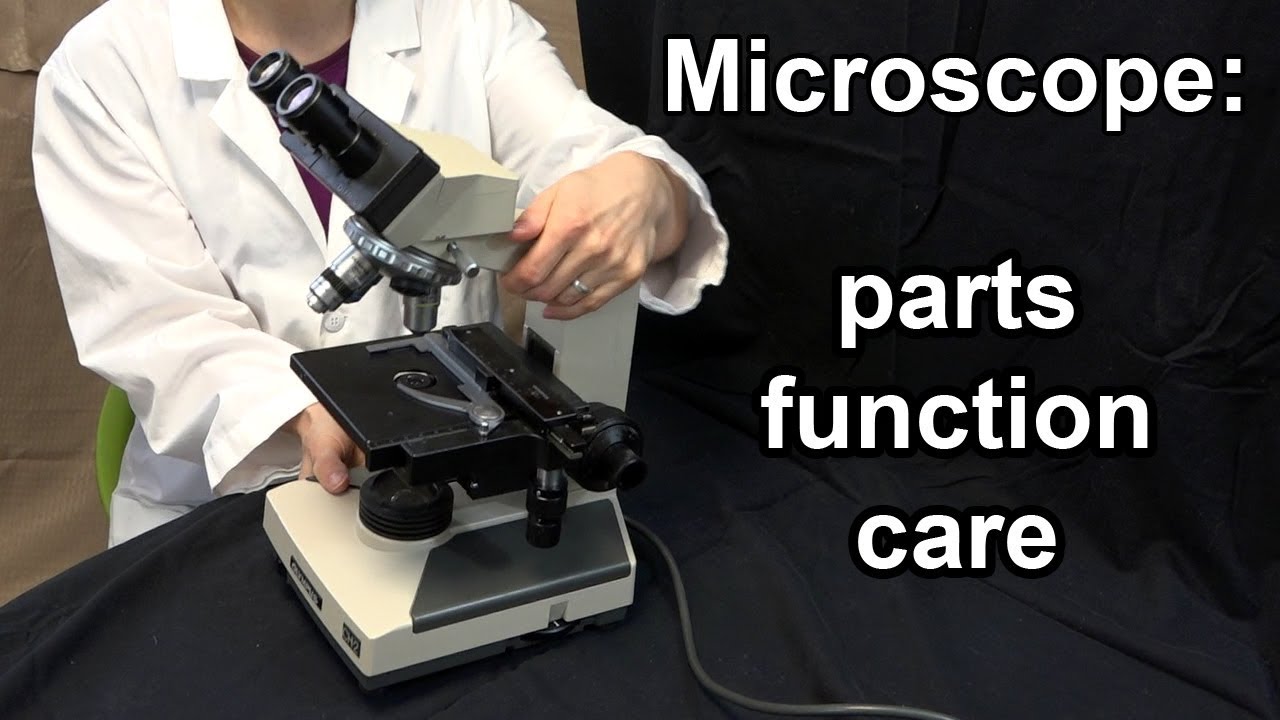 Microscope Parts, Function, and Care