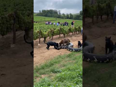 Dogs Discover Giant Python in Vineyard, Tourists Are Busy Taking Photos