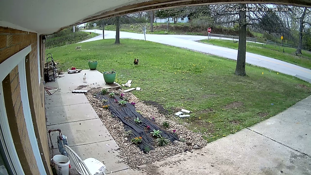 Rooster Protects Flock