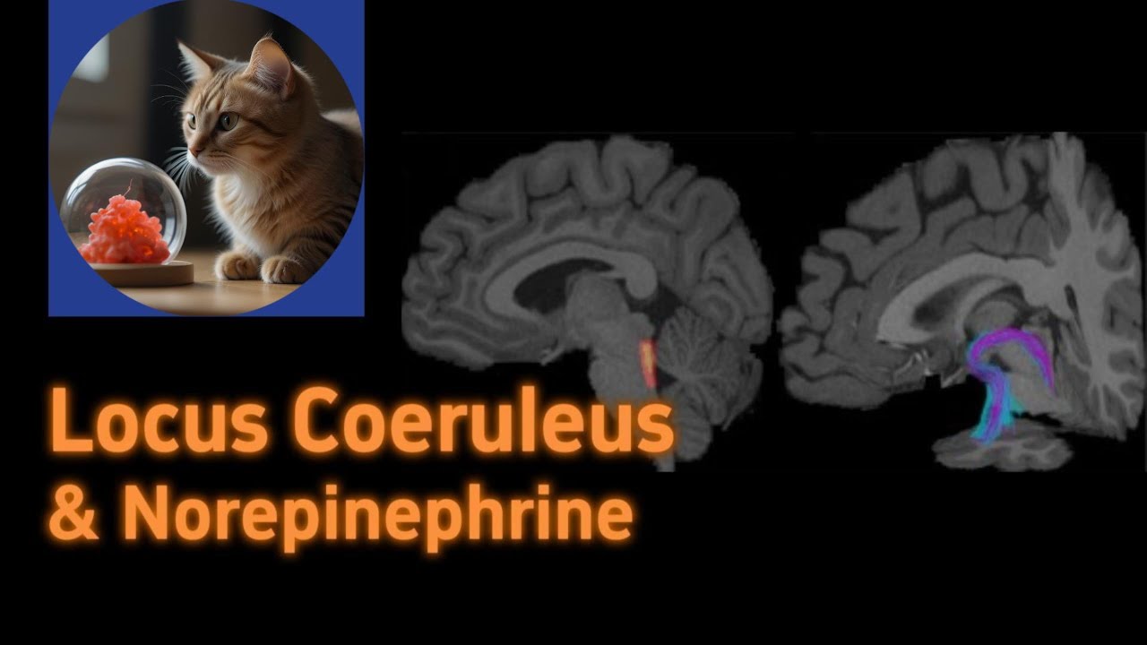 Locus Coeruleus - USMLE Step 1 UWorld Questions, Nervous system, Neurology, Neuroanatomy, MBBS, PLAB