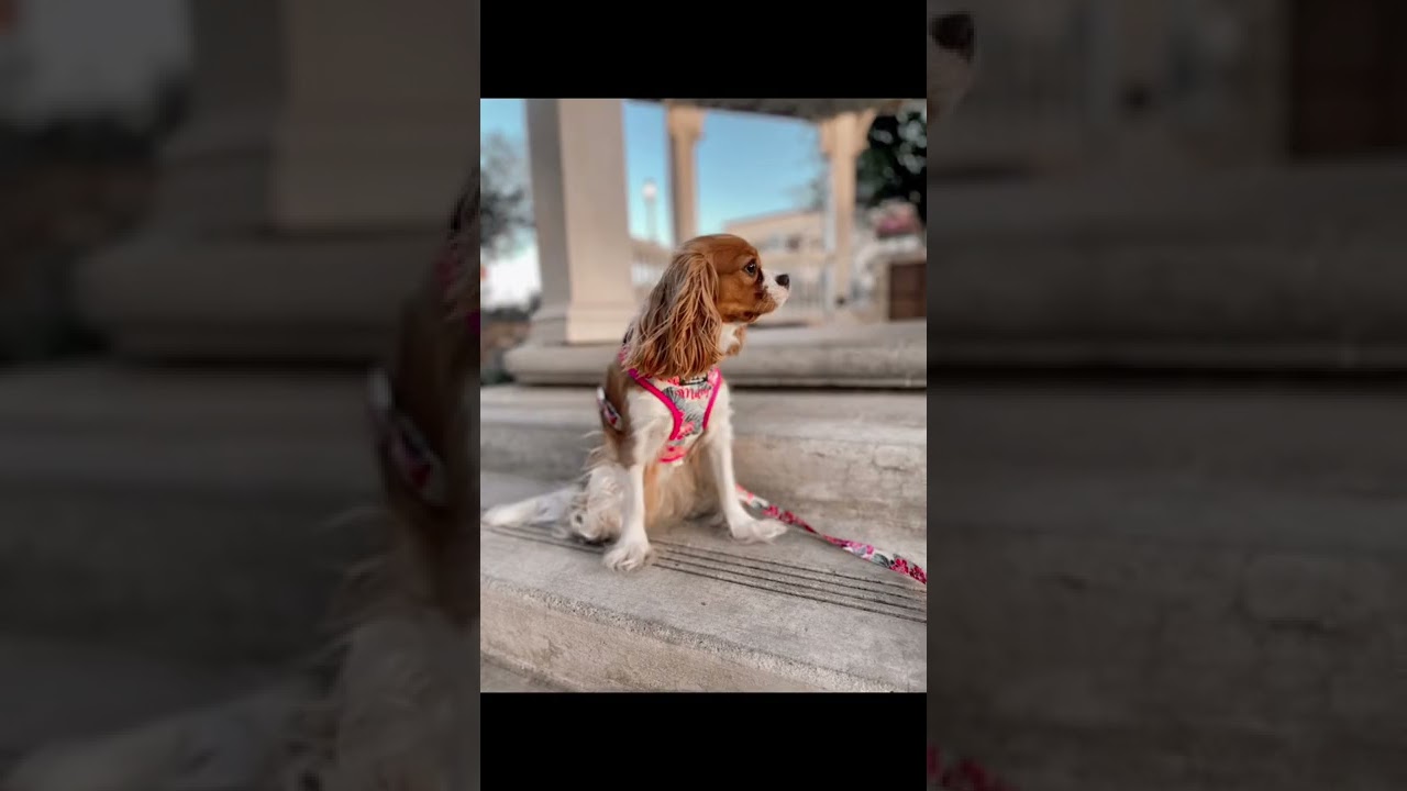 These Pet Models Are So Cute! Shop these looks on my website!