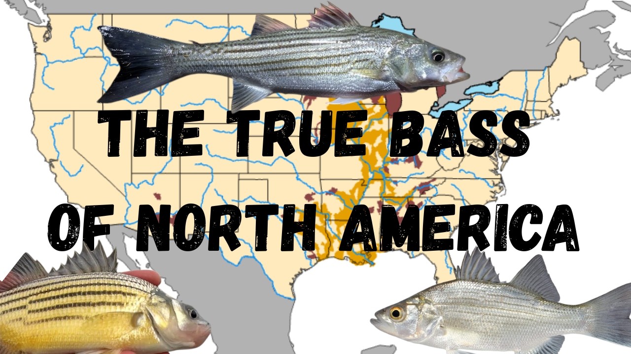 The True Bass Species of North America (Temperate Bass) species identification guide with range maps