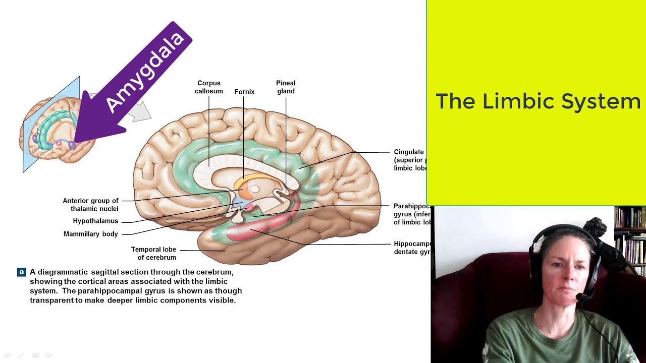 Basal Ganglia & Limbic System