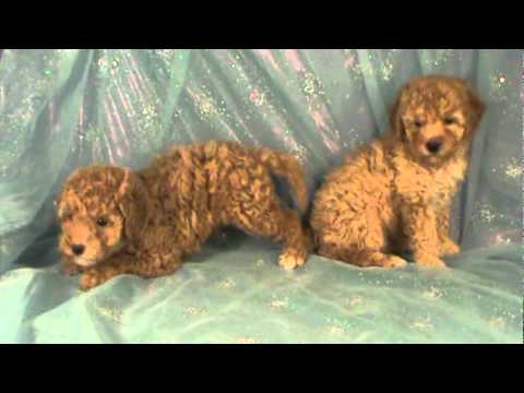 Bichon poodle puppy for sale in Iowa- Shipping available- Puppies for sale- Bichon Poodle .mpg