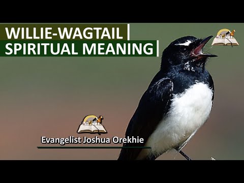 Willie Wagtail Spiritual Meaning - Pied Wagtail Symbolism and Message