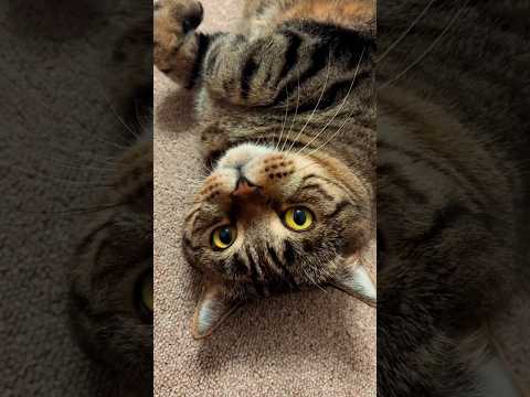 Can Cats See in Total Darkness?