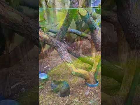 Zoo in Duisburg 😊 #beautiful #zoo #duisburg #vlog #ytshorts #family #time #motivation #capcut #fyp