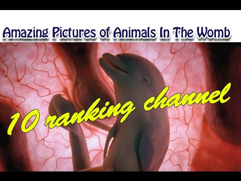 10 Amazing Pictures of Animals In The Womb【Ranking for anything Channel】