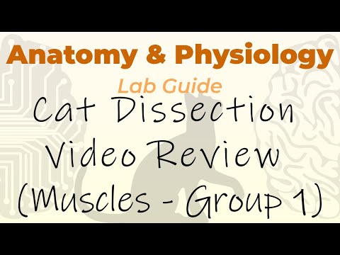 Cat Dissection - Muscles - Video Review Group 1 (Ventral Neck)